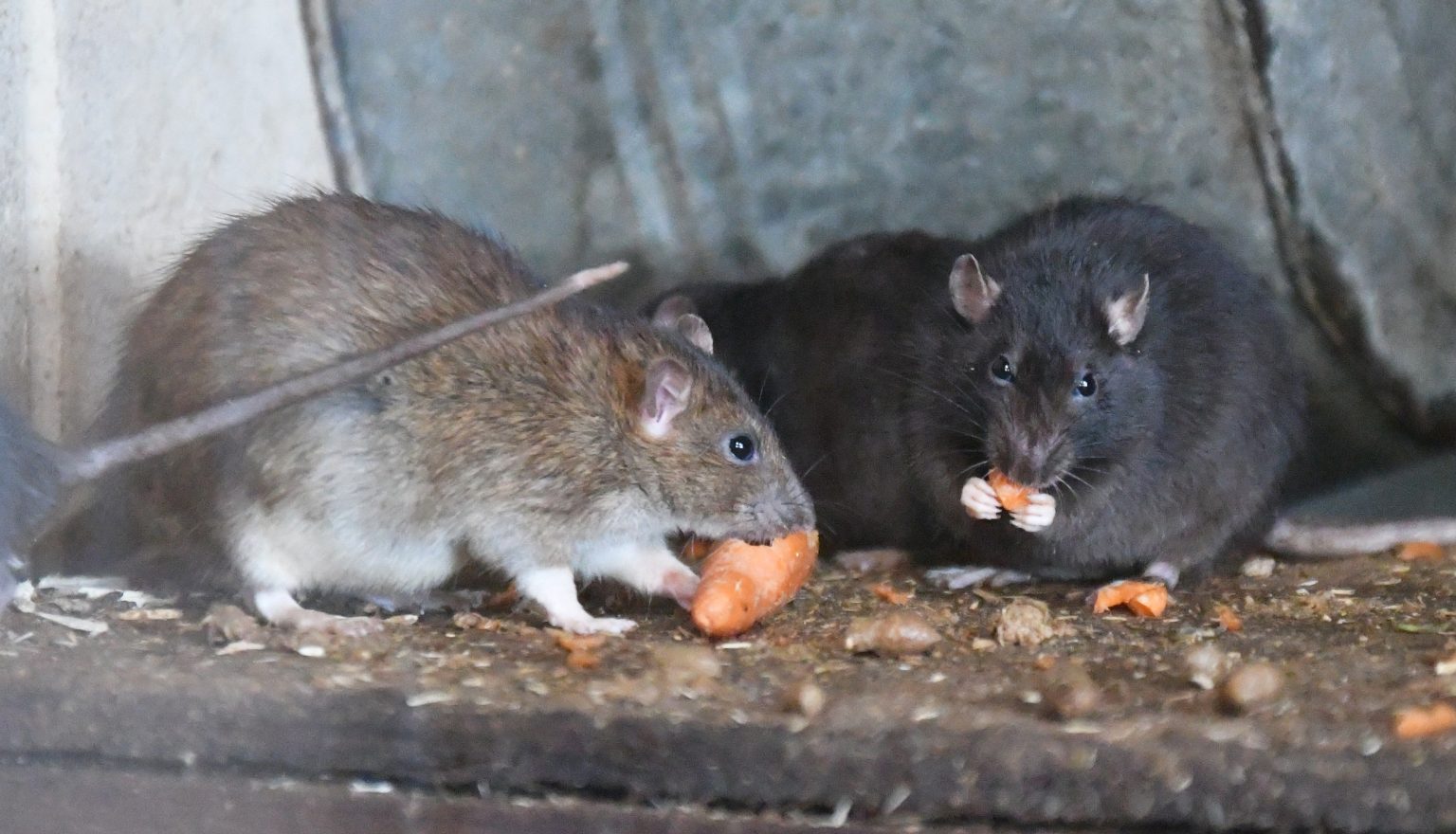 Controlling Rats! - Backyard Poultry